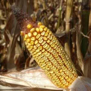How David Hula Grows 600-Bushel-Plus Corn – Origen